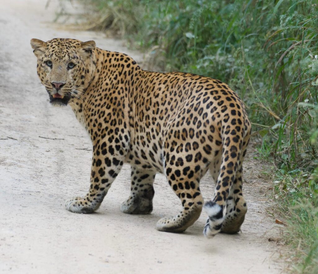 Jhalana Leopard Safari Park | Official Jhalana Leopard Reserve